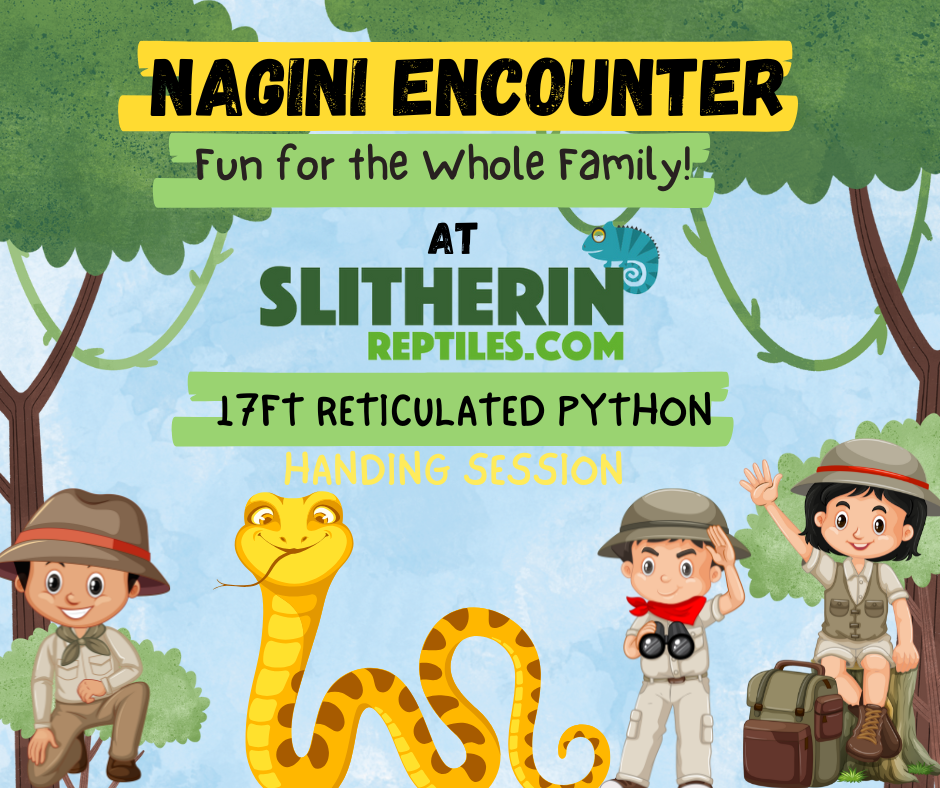Nagini: Exclusive Encounter with a 17ft Reticulated Python - 5 Guest P