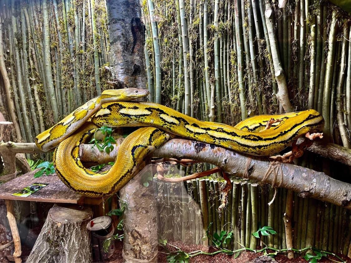 Nagini: Exclusive Encounter with a 17ft Reticulated Python - 5 Guest P