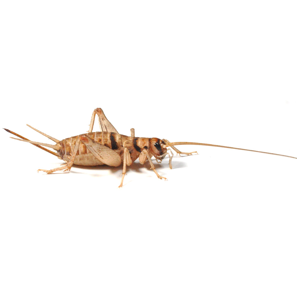 Banded Brown Crickets, Hatchling, 1-2mm, Tub